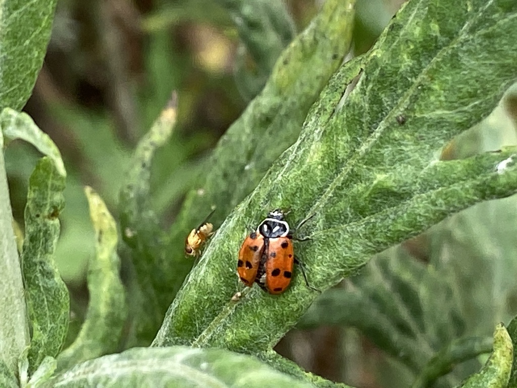 Convergent Lady Beetle from Laguna Niguel, CA, USA on May 20, 2023 at ...
