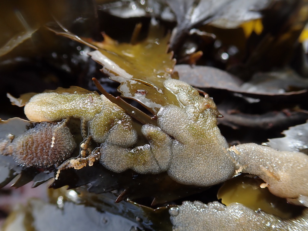 Alcyonidium gelatinosum (Vol.8 Éponges, Bryozoaires et autres des ...
