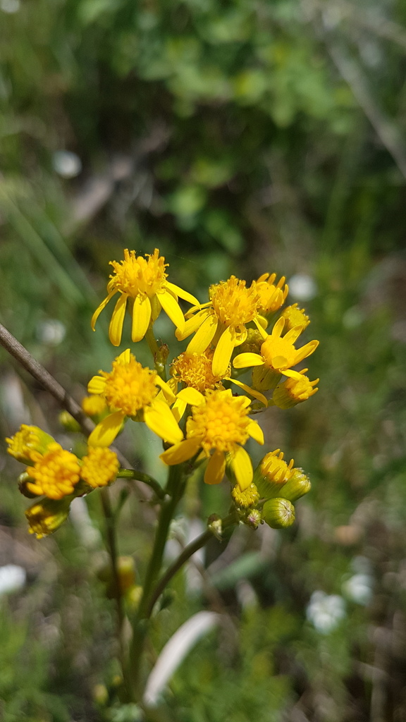 groundsels from Jasper, AB T0E, Canada on June 05, 2017 at 02:45 PM by ...