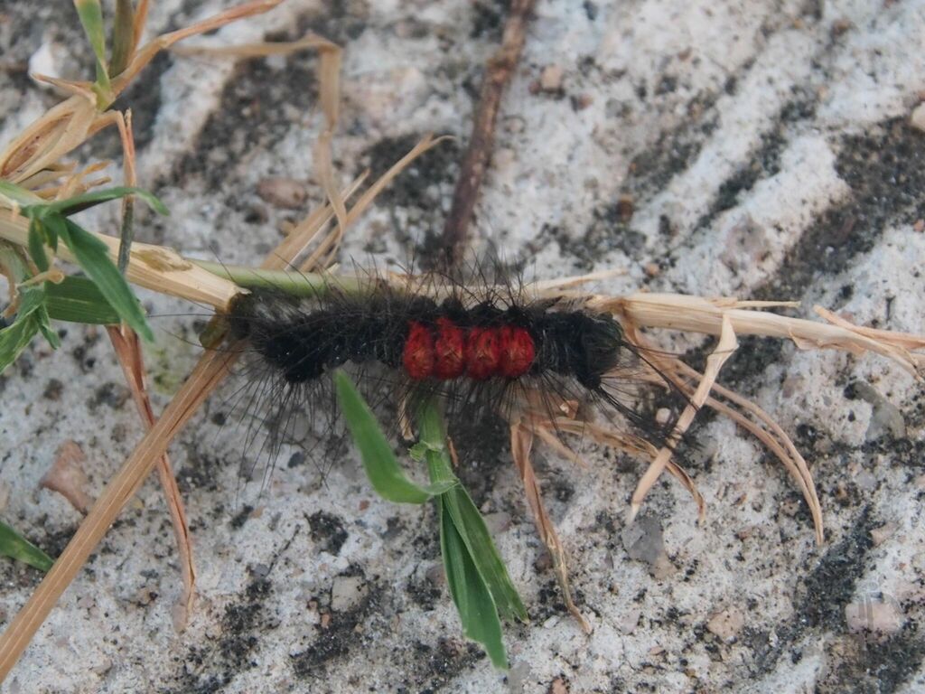 Ilema costalis from Sui Lau Tin, Hong Kong on May 21, 2023 at 06:48 PM ...