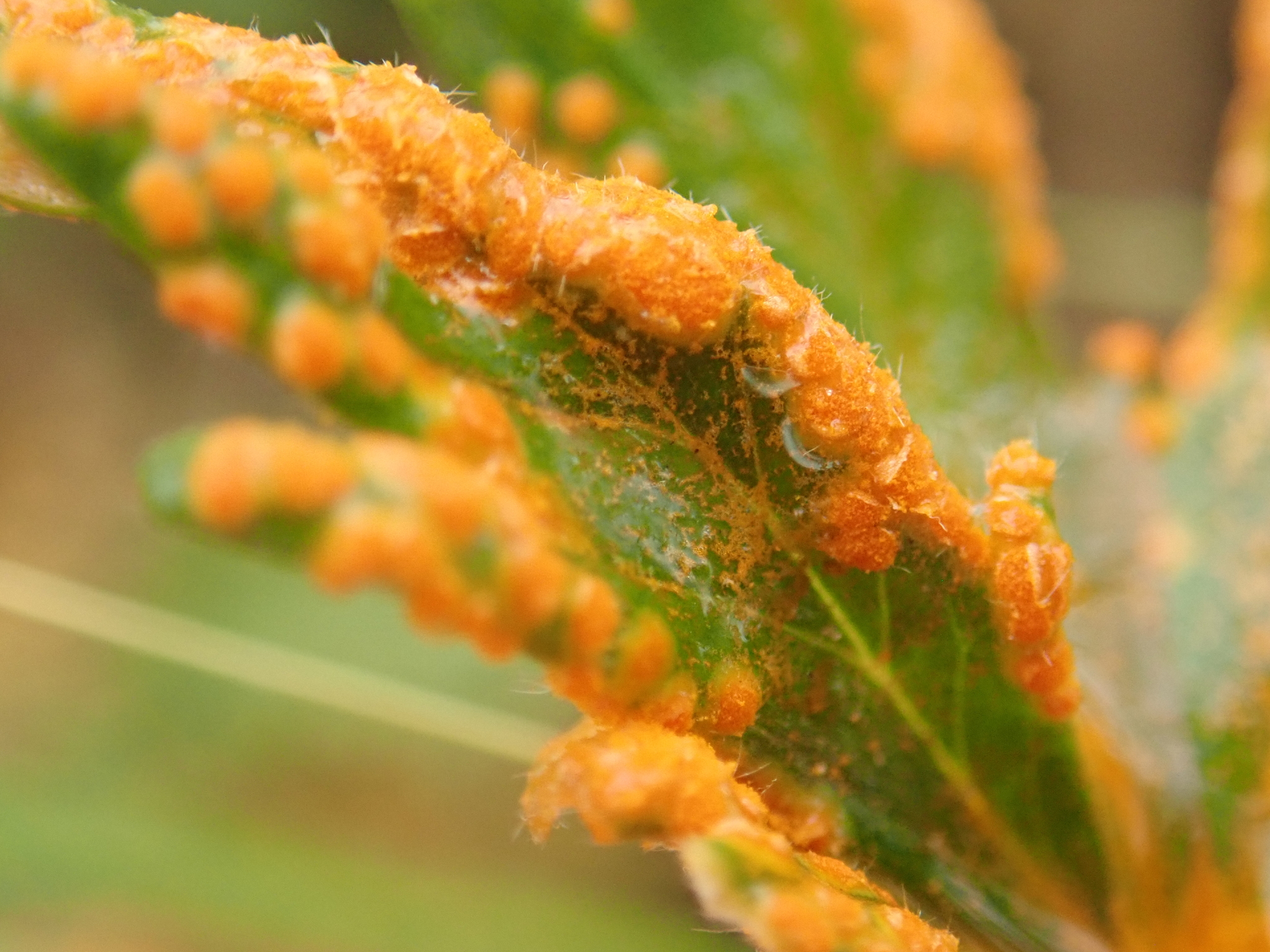 Phragmidium potentillae (Pers.) P.Karst.