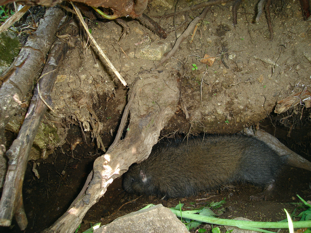Sierra Nevada Mountain Beaver (Aplodontia rufa californica) - Know Your ...