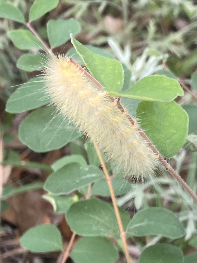 Virginian Tiger Moth from David Fort Rd, Argyle, TX, US on May 21, 2023 ...