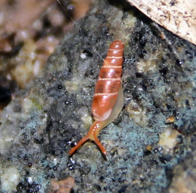 Huttonella bicolor (Gastropoda (snails and slugs) of the Chagos ...