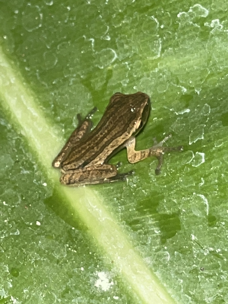 Common Southeast Asian Tree Frog from Luzon, Bamban, Tarlac, PH on May ...