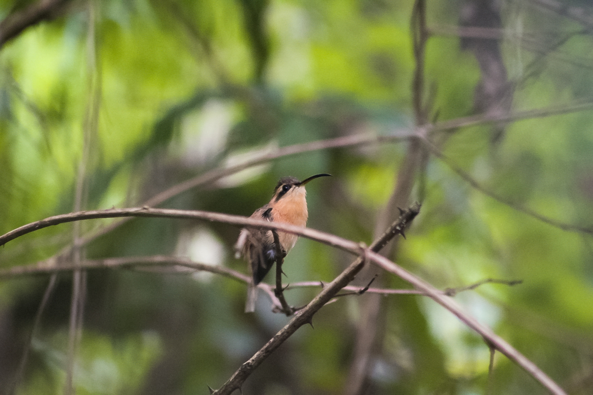 Phaethornis ruber (Linnaeus, 1758)