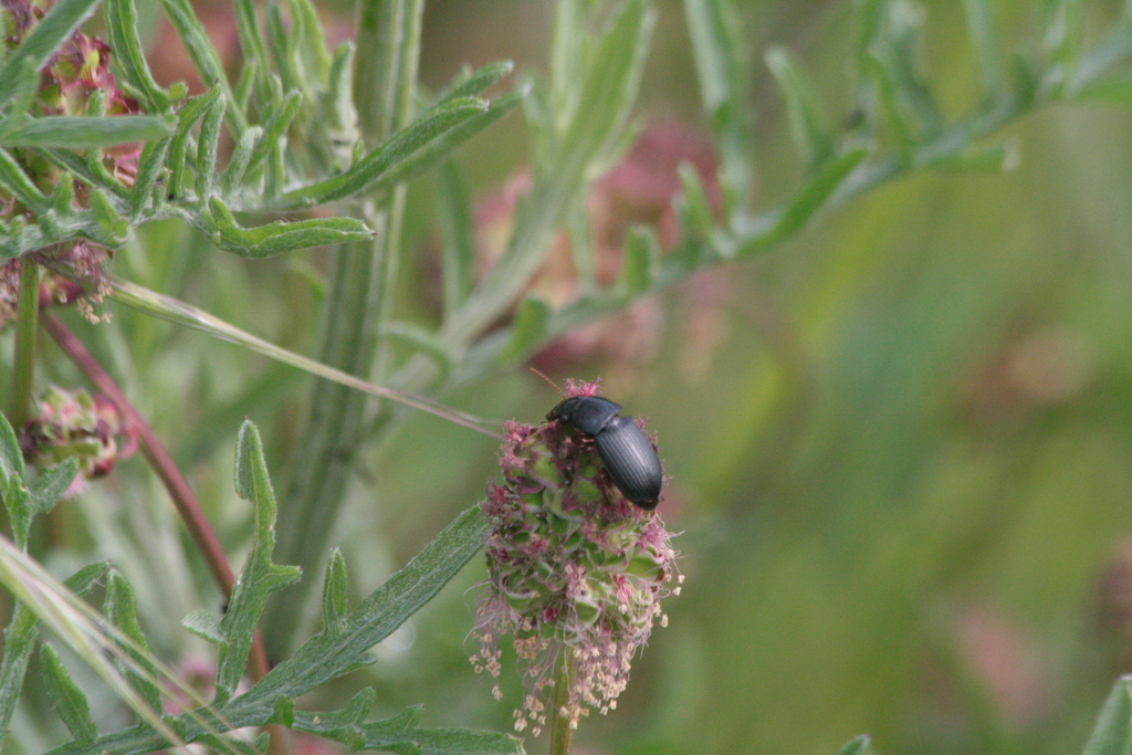 Harpalini from Moguncja, Niemcy on May 21, 2023 at 10:18 AM by inczi89 ...