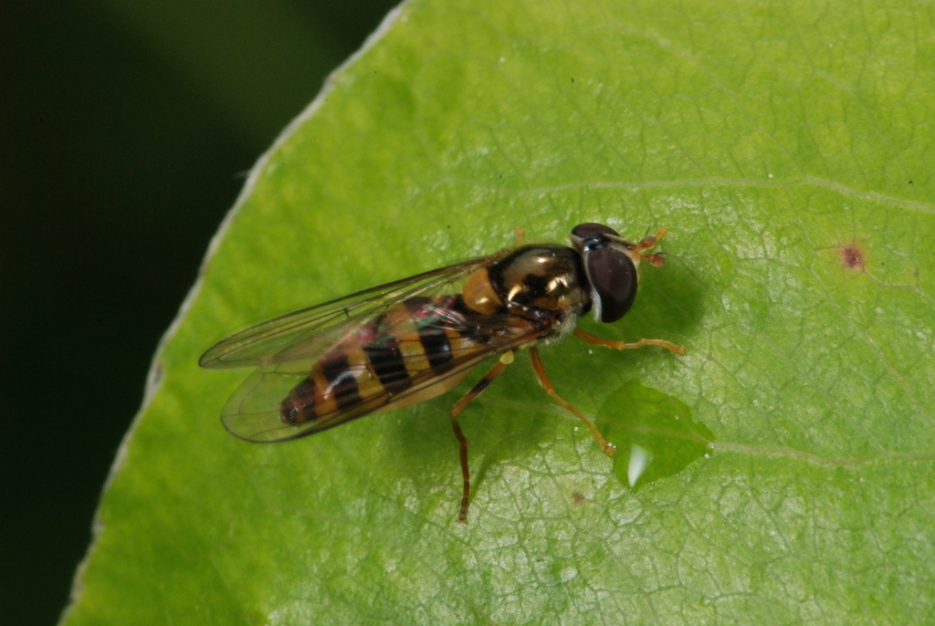 Meligramma cincta from 6850 Dornbirn, Österreich on May 21, 2023 at 09: ...