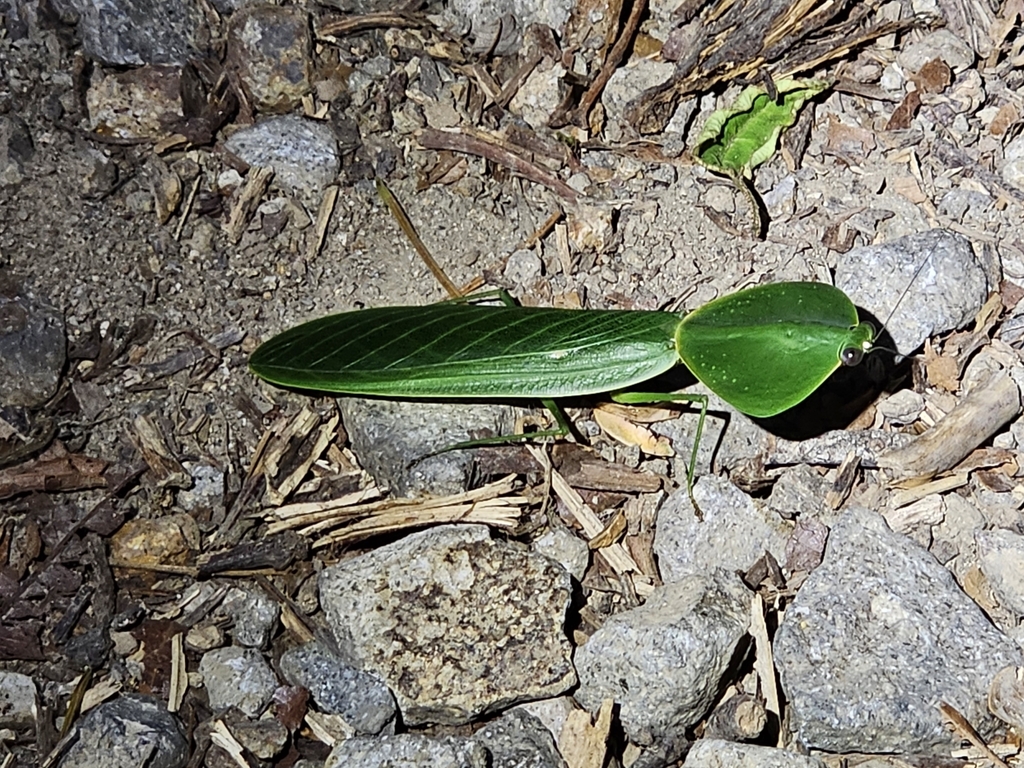 Peruvian Shield Mantis from Puntarenas, CR-PU, CR on May 20, 2023 at 07 ...
