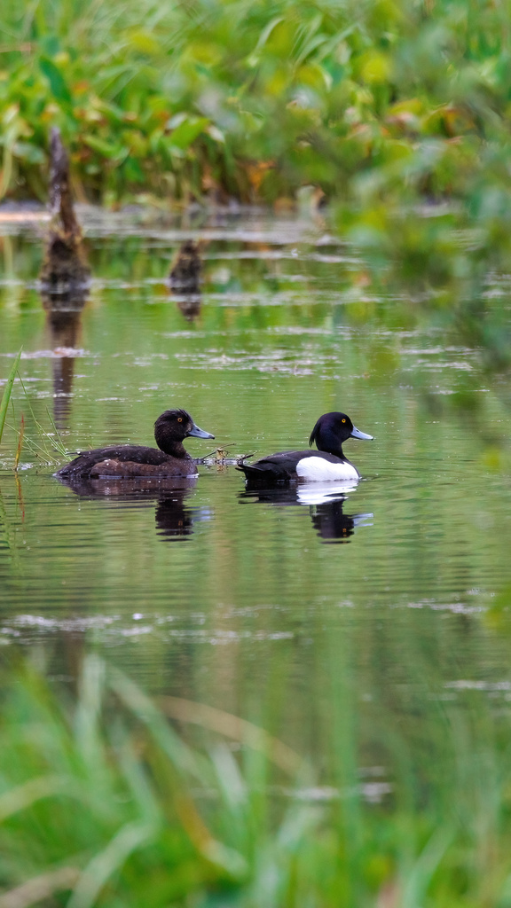 Tufted Duck from Balakhninsky District, Nizhny Novgorod Oblast, Russia ...