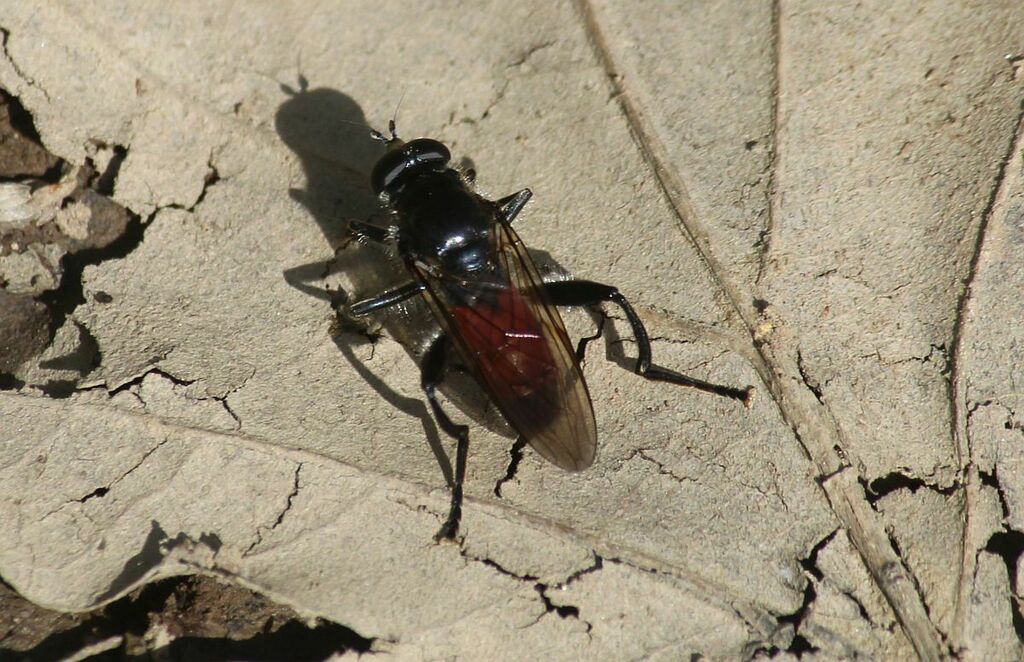 red-belted hoverfly from Wyre Forest, Shropshire, UK on 21 May, 2023 at ...