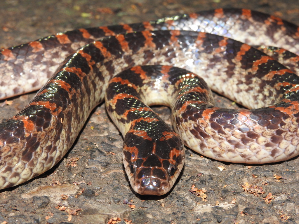 Red-banded Snake from 中国江苏省苏州市吴中区6G7R+R83 邮政编码: 215101 on May 21, 2023 ...