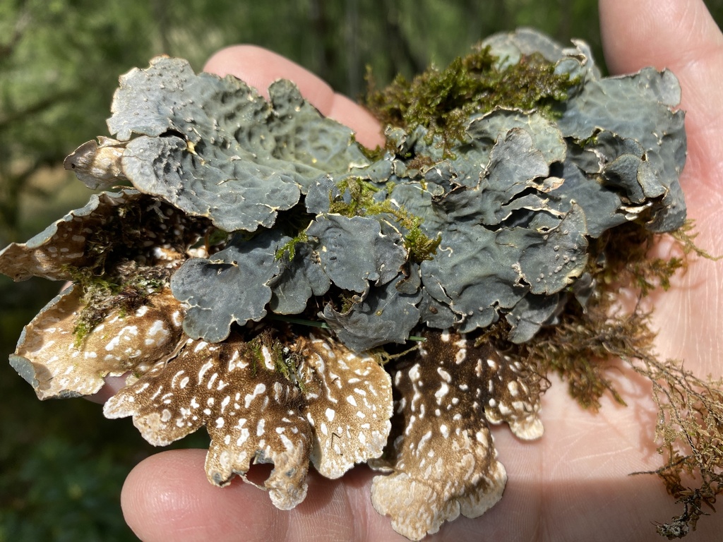 Textured Lung Lichen from Argyll and Bute, Scotland, GB on May 21, 2023 ...