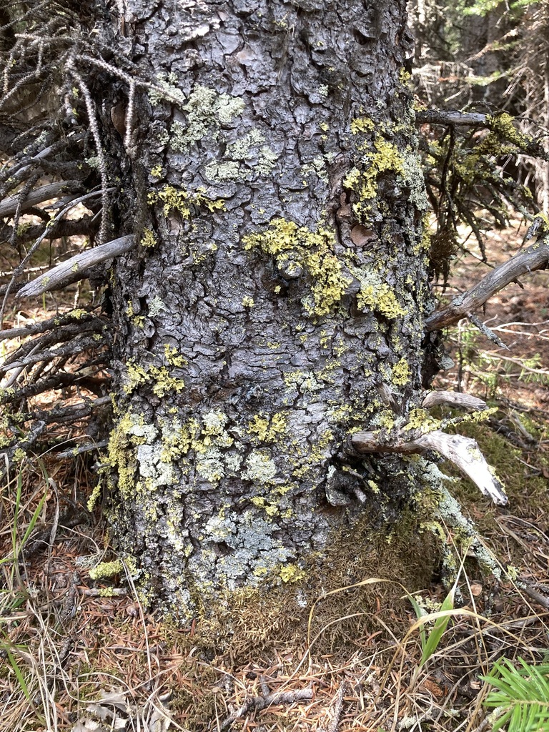 Powdered Sunshine Lichen from Kananaskis, AB T0L, Canada on May 20 ...