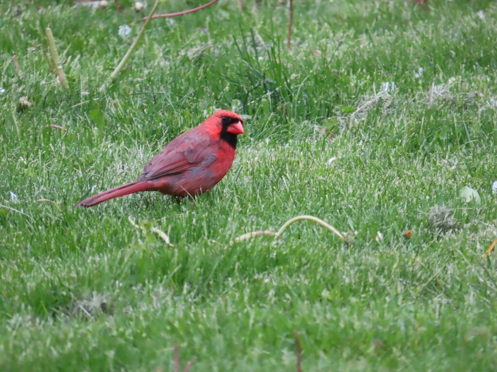 Northern Cardinal from Cambridge, ON, Canada on May 19, 2023 at 06:23 ...