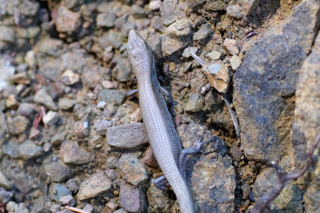 Western Alligator Lizards from Santa Clara County, CA, USA on May 16 ...