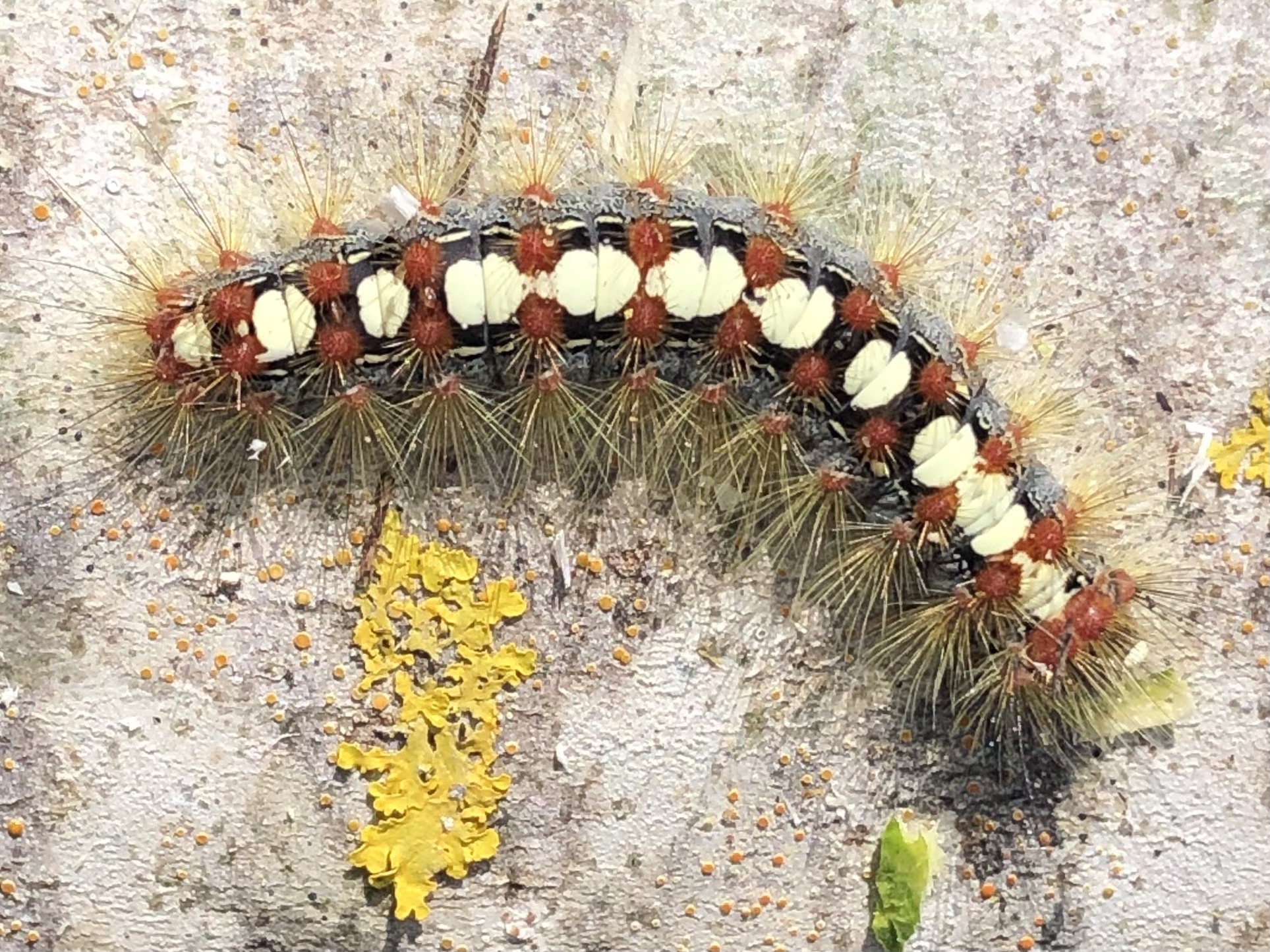 Leucoma salicis Linnaeus, 1758