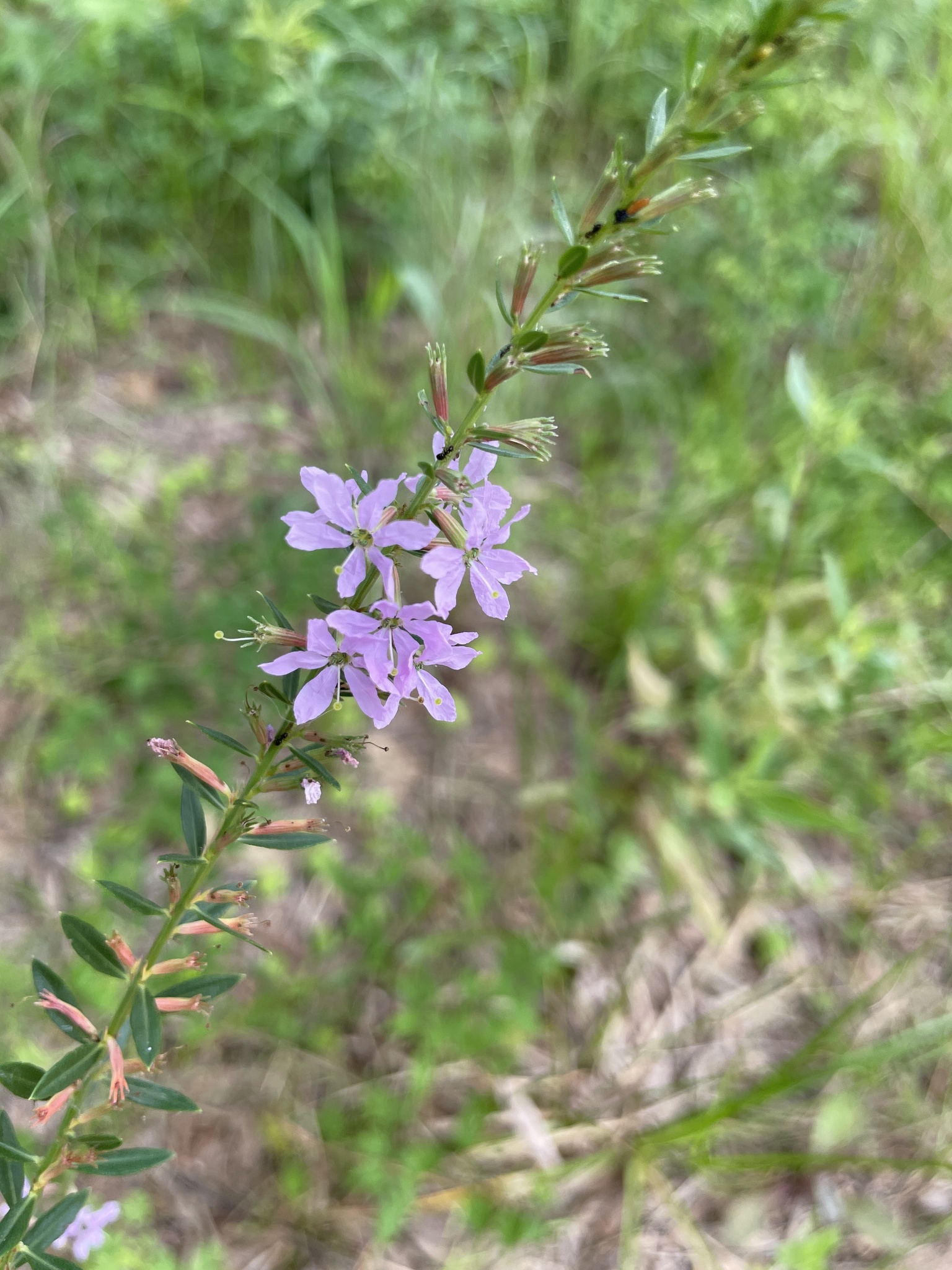 Lythrum alatum Pursh