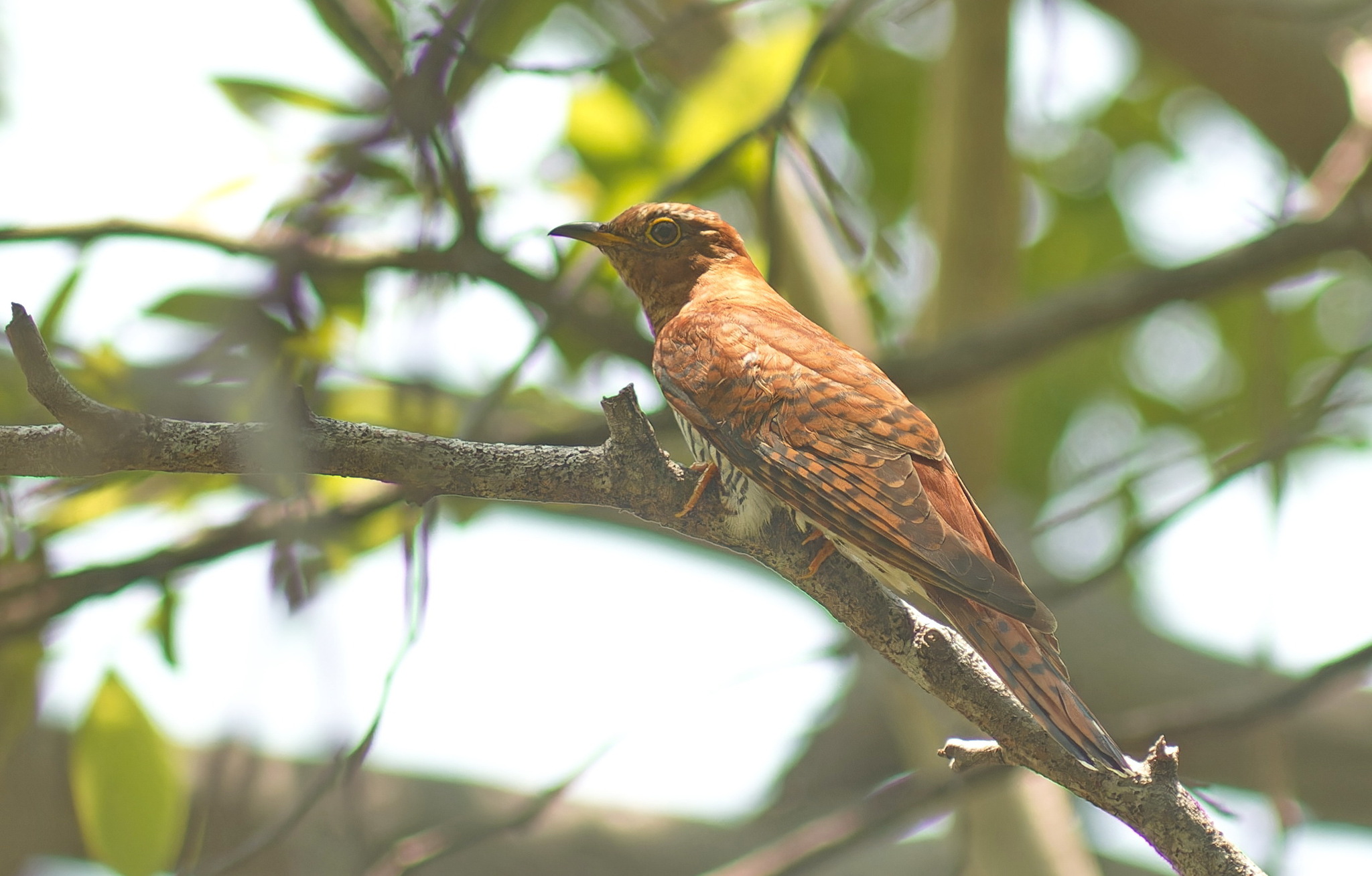Cuculus poliocephalus Latham, 1790