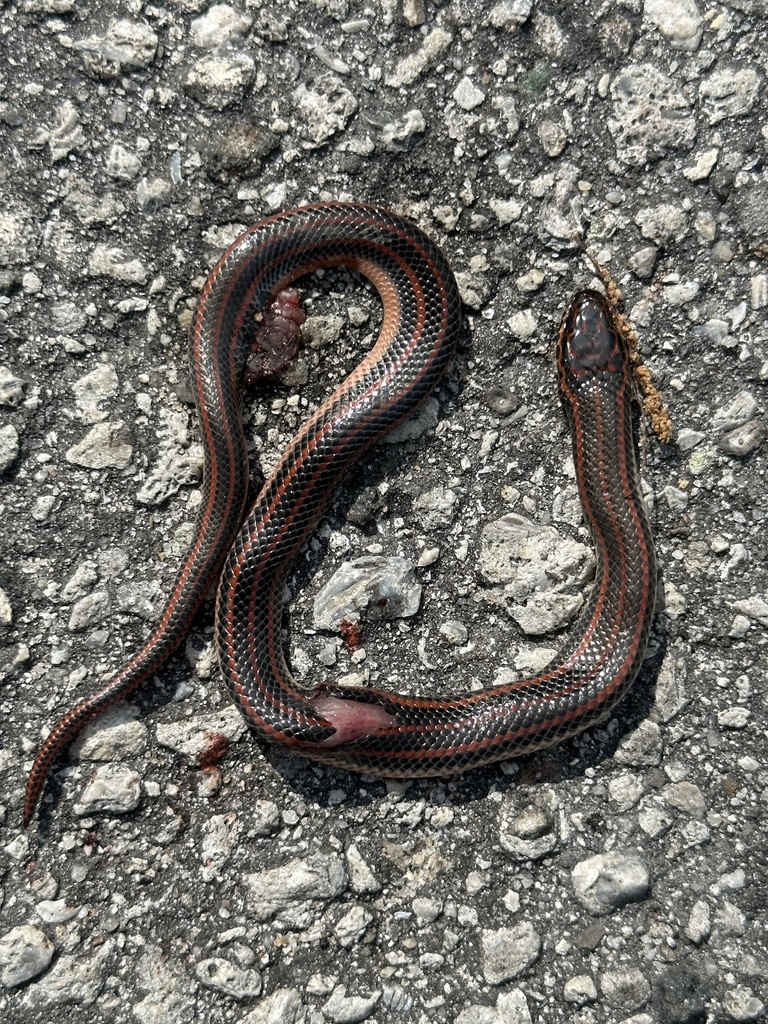 Rainbow Snake in April 2023 by taylorar2014 · iNaturalist