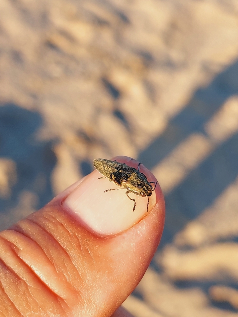 Sphenoptera from Erongo Region, Namibia on May 21, 2023 at 05:32 PM by ...