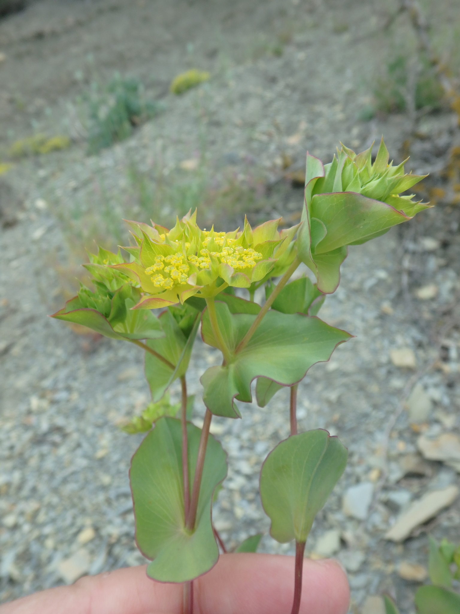 Bupleurum rotundifolium L.