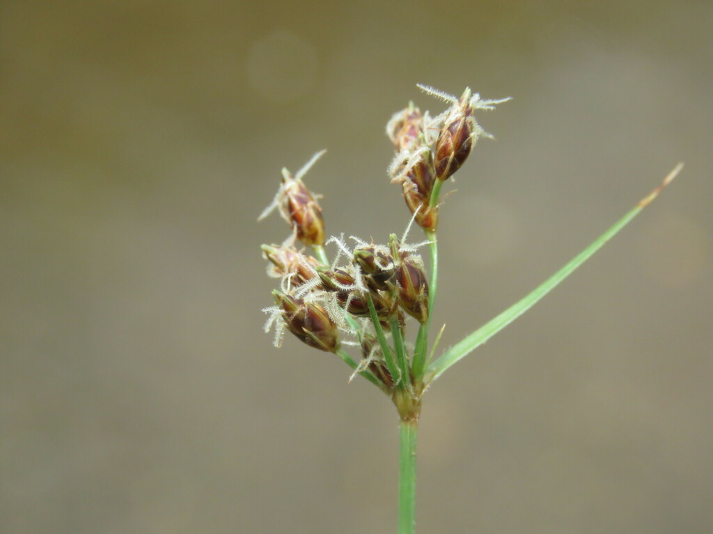 Common Fringe-rush from 555台灣南投縣魚池鄉 on May 21, 2023 at 10:21 AM by 羅元甫 ...