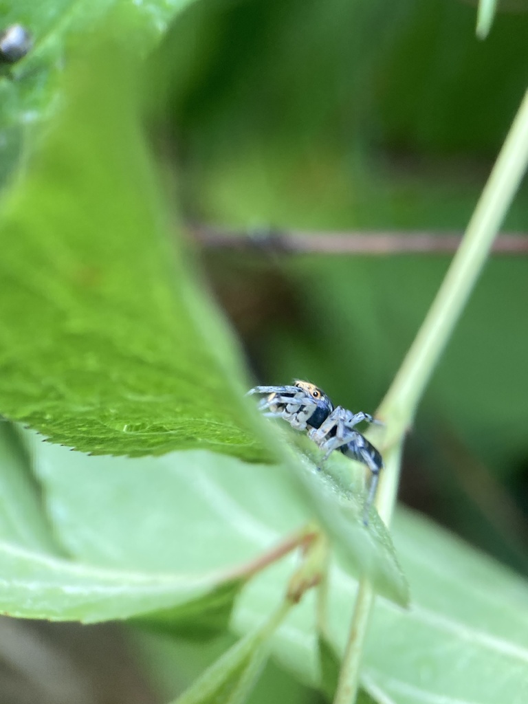 Maevia in May 2023 by KellyTucker · iNaturalist