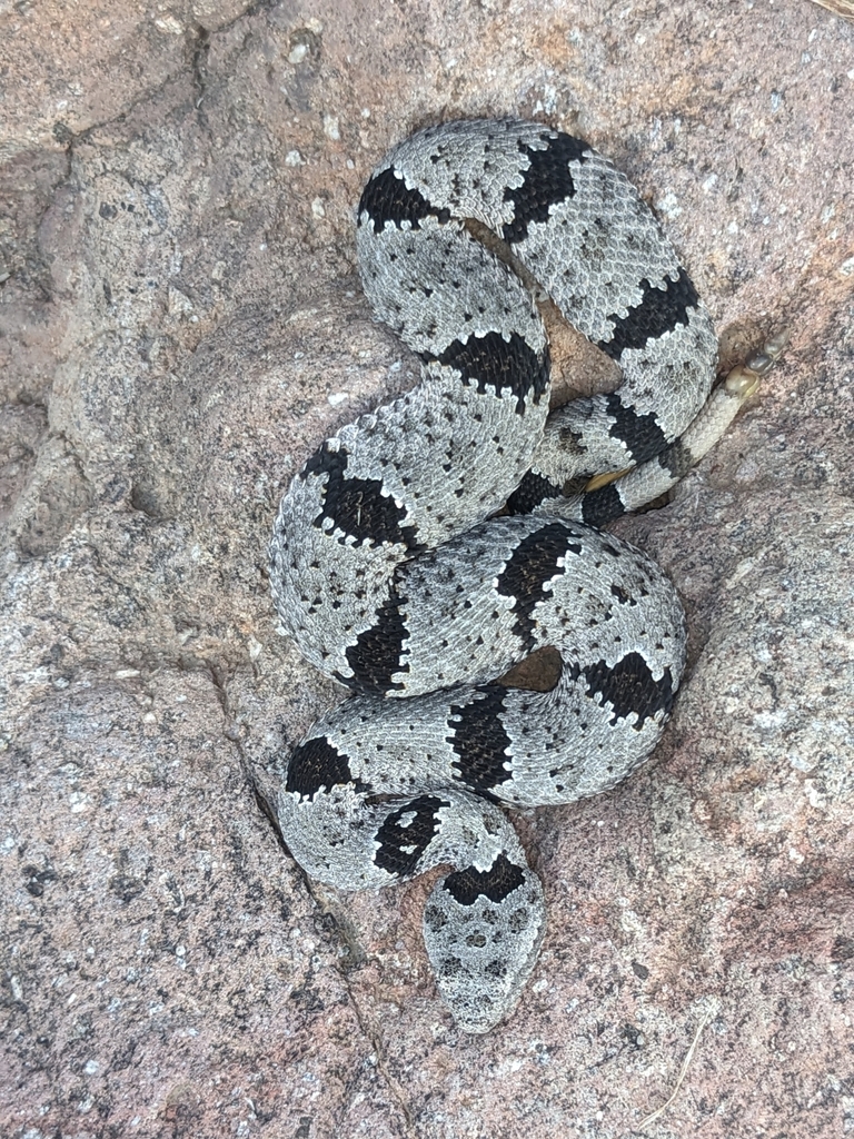 Banded Rock Rattlesnake in May 2023 by Michael Keys · iNaturalist