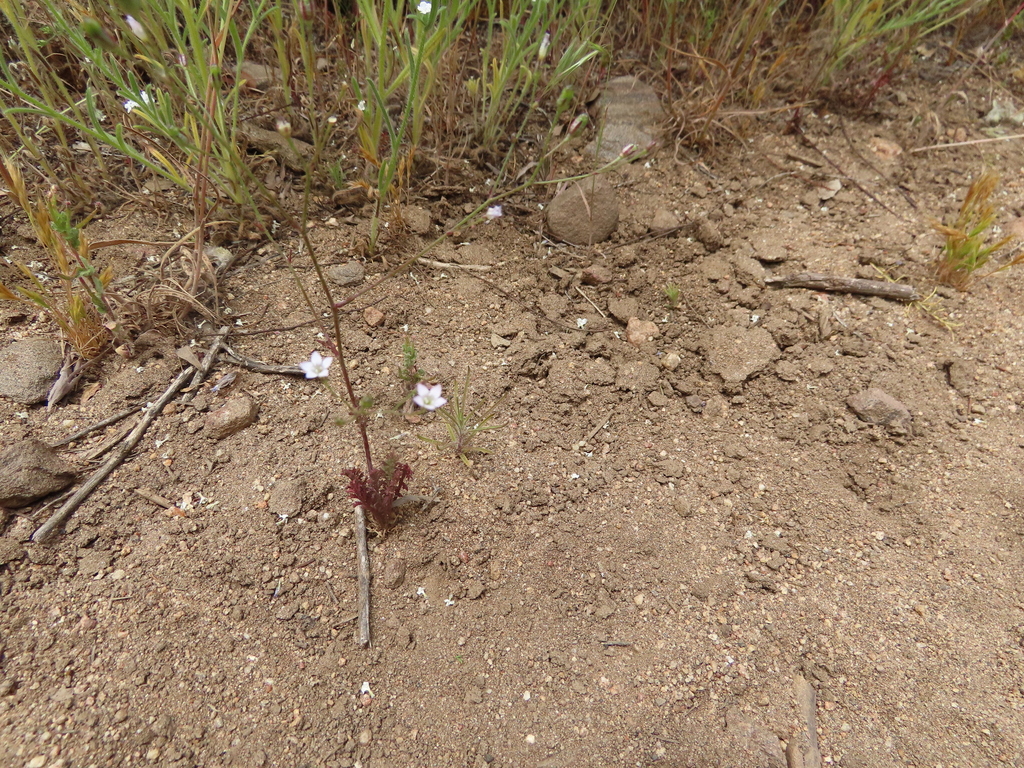 Southern gilia from Riverside County, CA, USA on May 17, 2023 at 12:56 ...