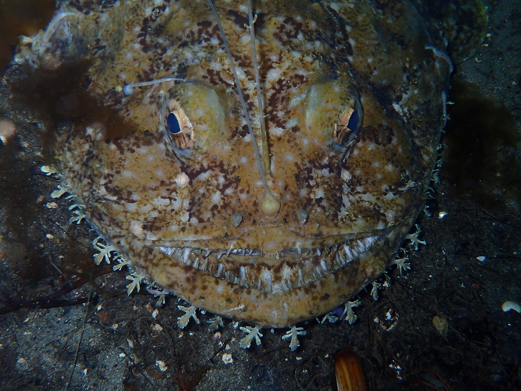 Calliobdella lophii from Ersvika, Løding, 18, NO on May 21, 2023 at 11: ...