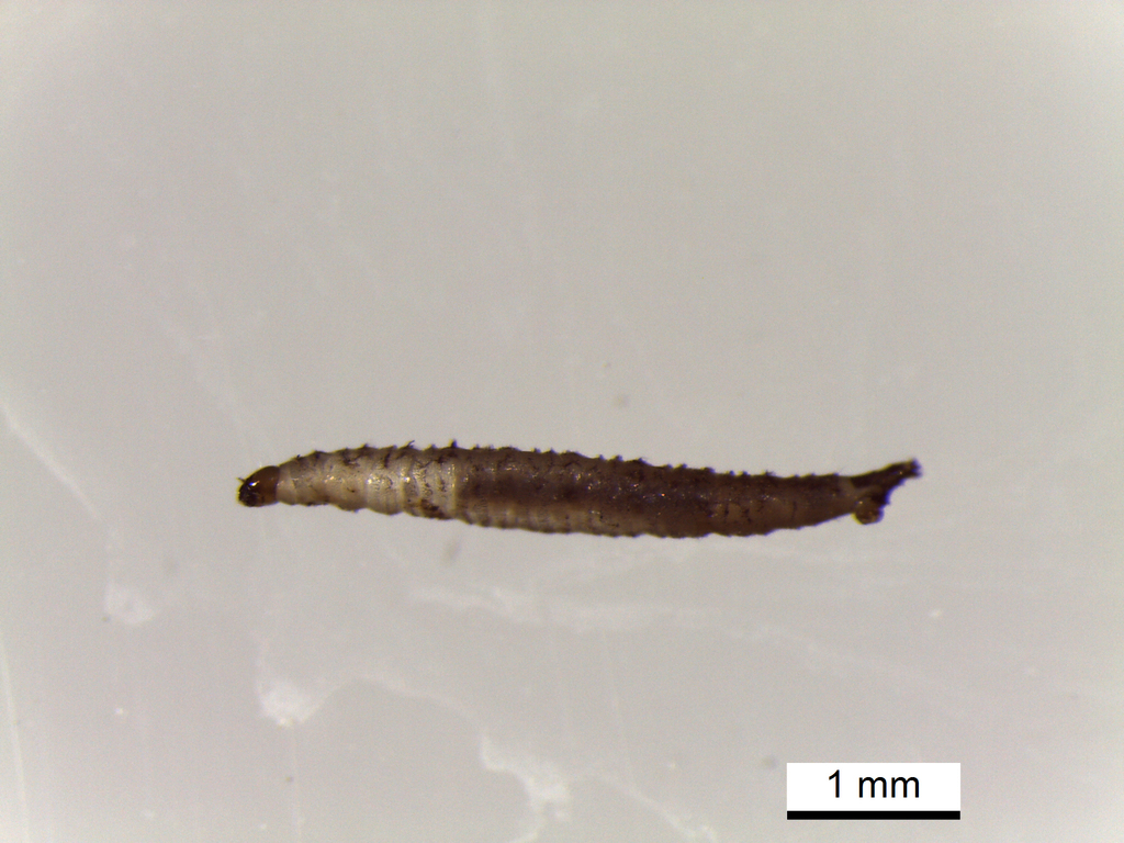 Moth Flies and Sand Flies from University Place, Houston, TX, USA on ...