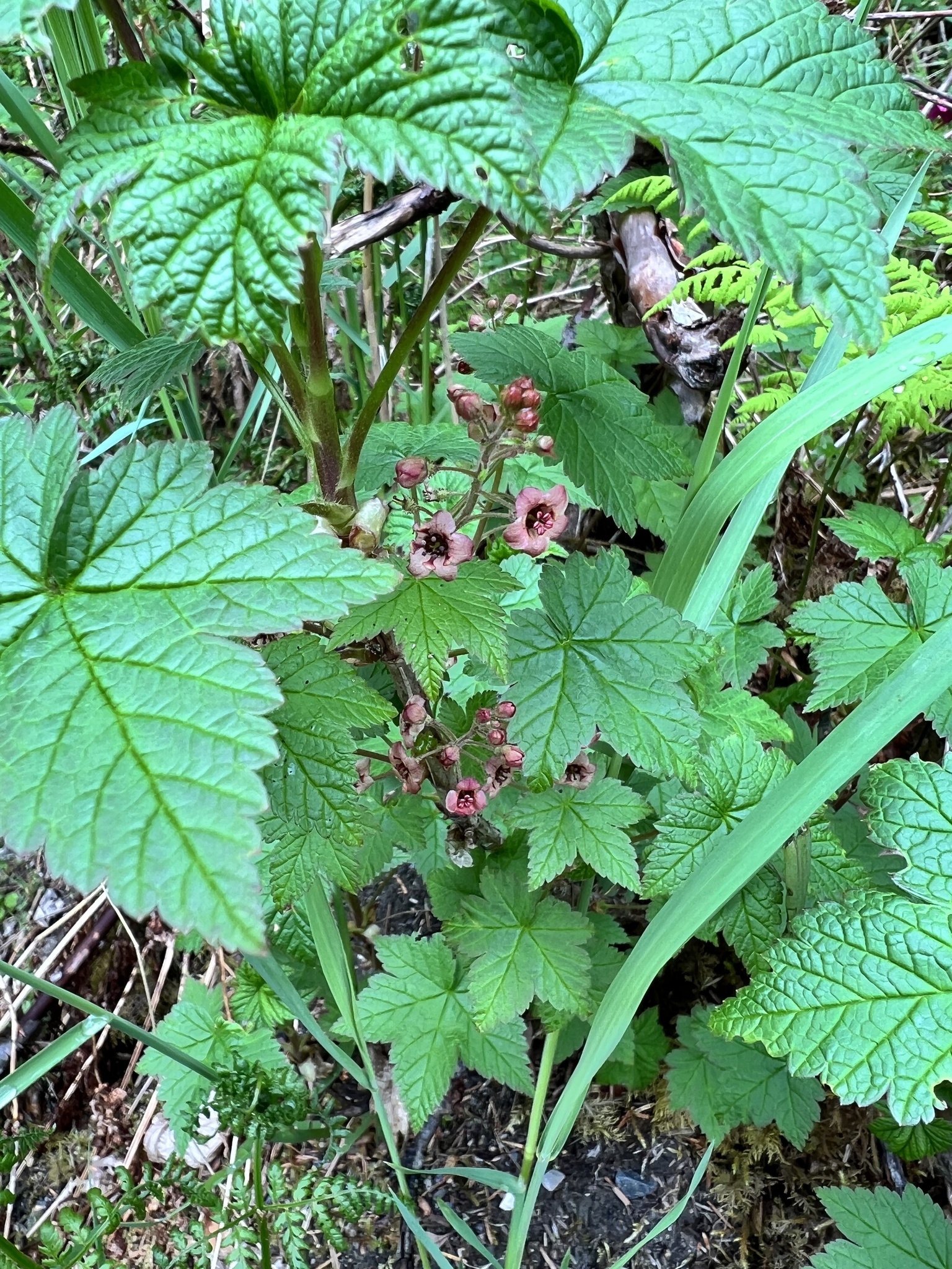 Ribes laxiflorum Pursh
