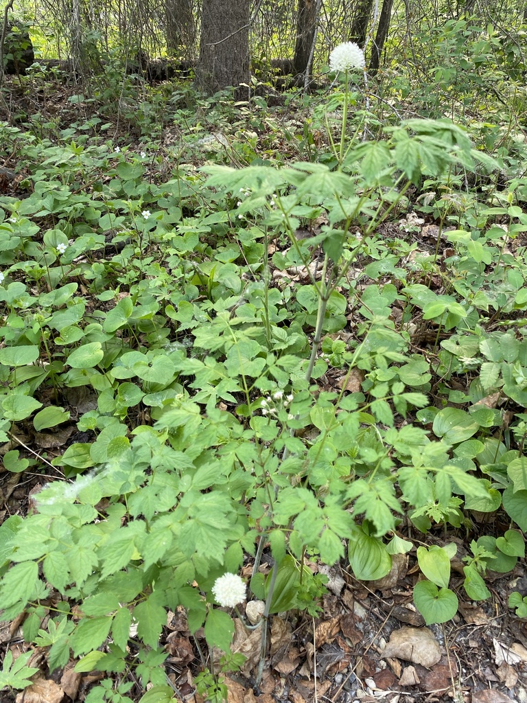 red baneberry from River Bend Golf & Recreation Area Red Deer Alberta ...