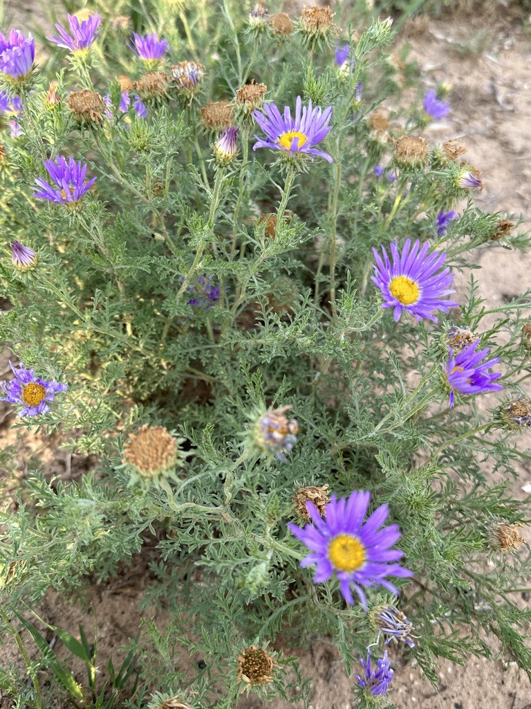 Tahoka daisy from FM-54, Littlefield, TX, US on May 20, 2023 at 07:27 ...