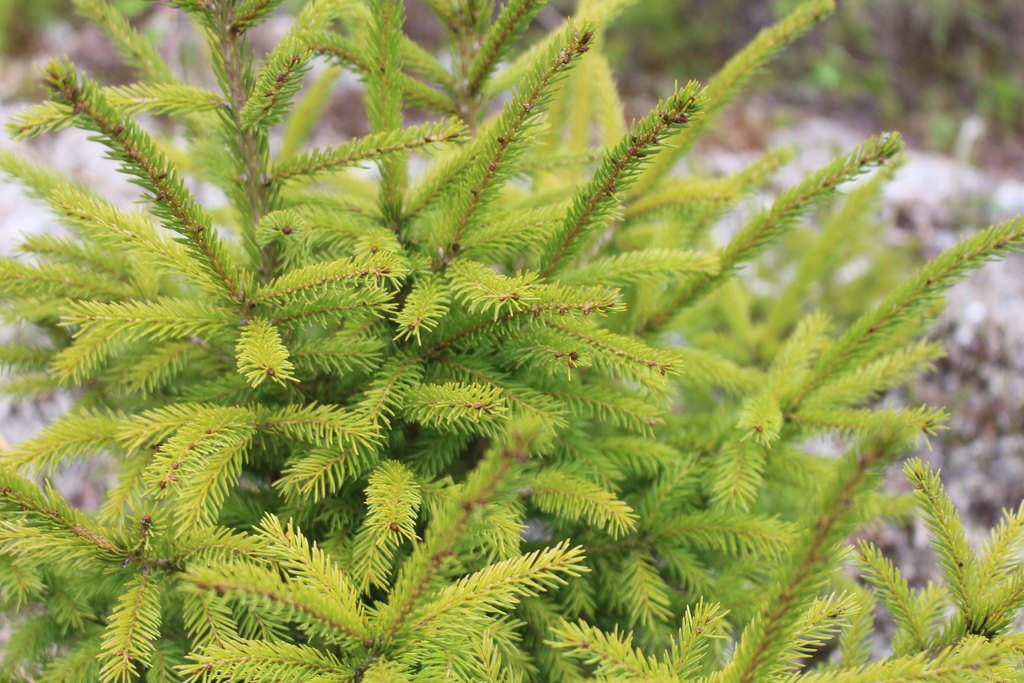 red spruce from Marshfield, ME, USA on May 15, 2023 at 02:10 PM by ...