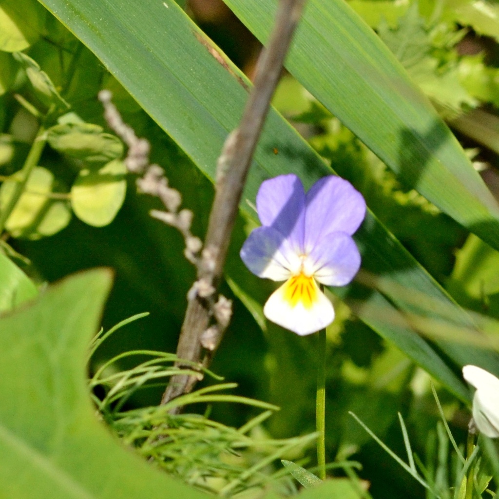 Wild Pansy from 250 82 Tuklaty, Česko on May 20, 2023 at 11:20 AM by ...