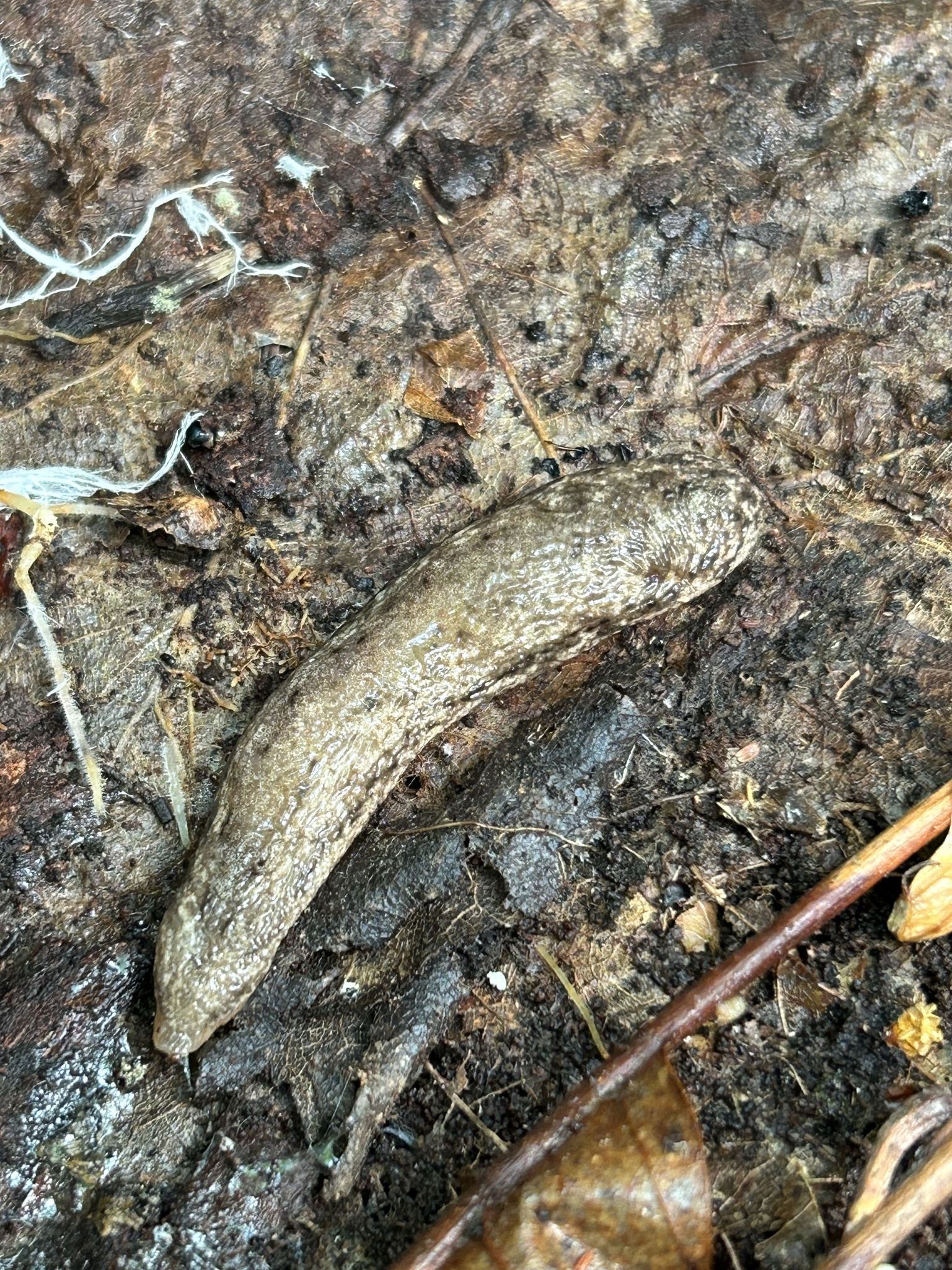 Philomycus togatus (A.Gould, 1841)