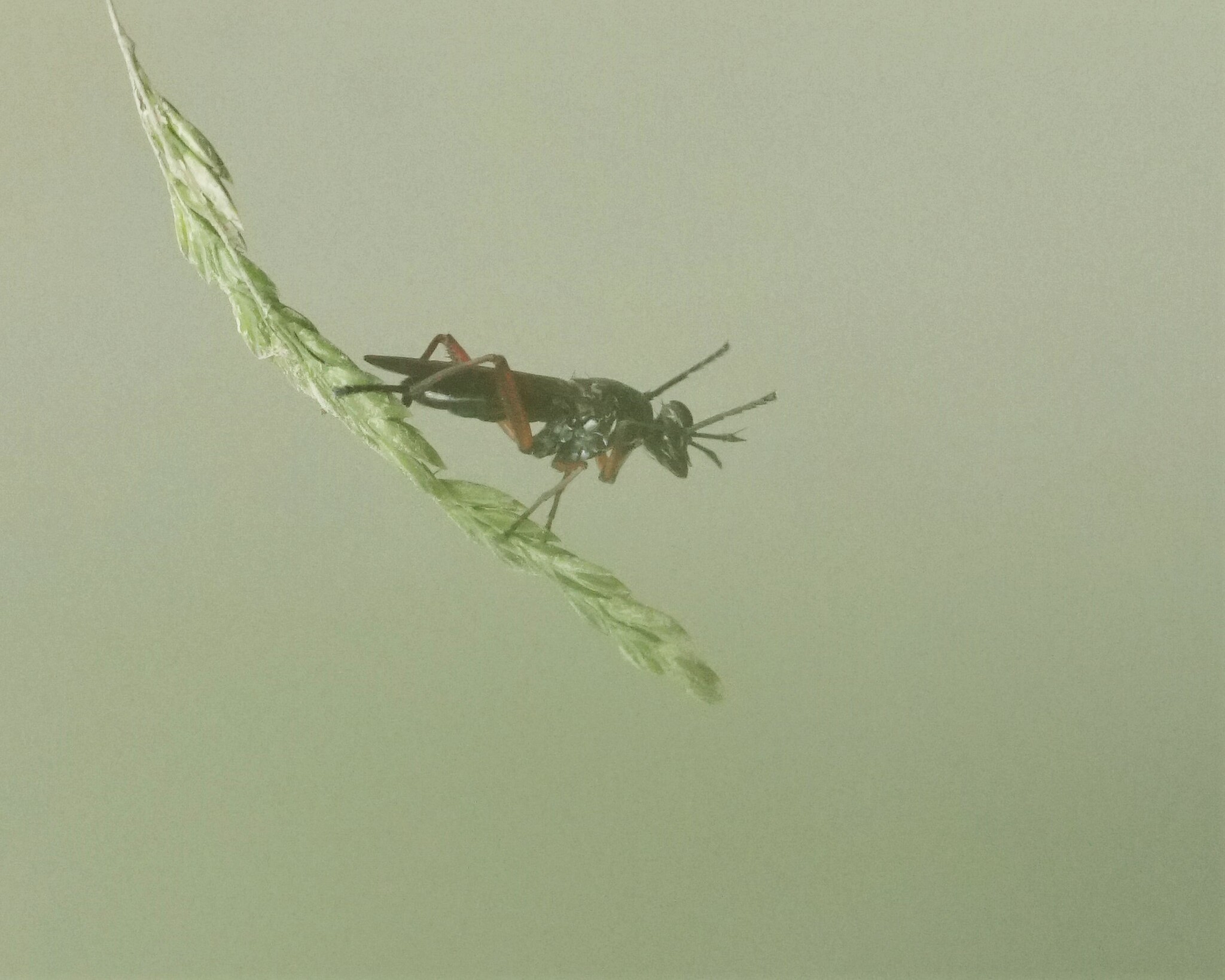 Sepedon sphegea (Fabricius, 1775)