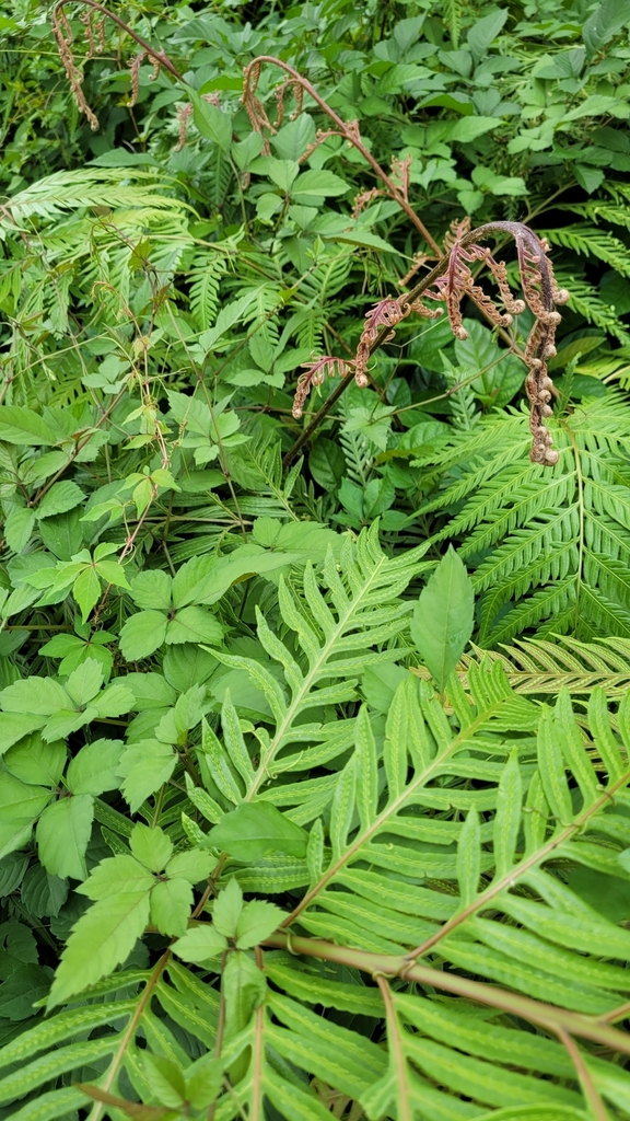 chain ferns from Humble, TX 77338, USA on May 21, 2023 at 11:36 AM by ...