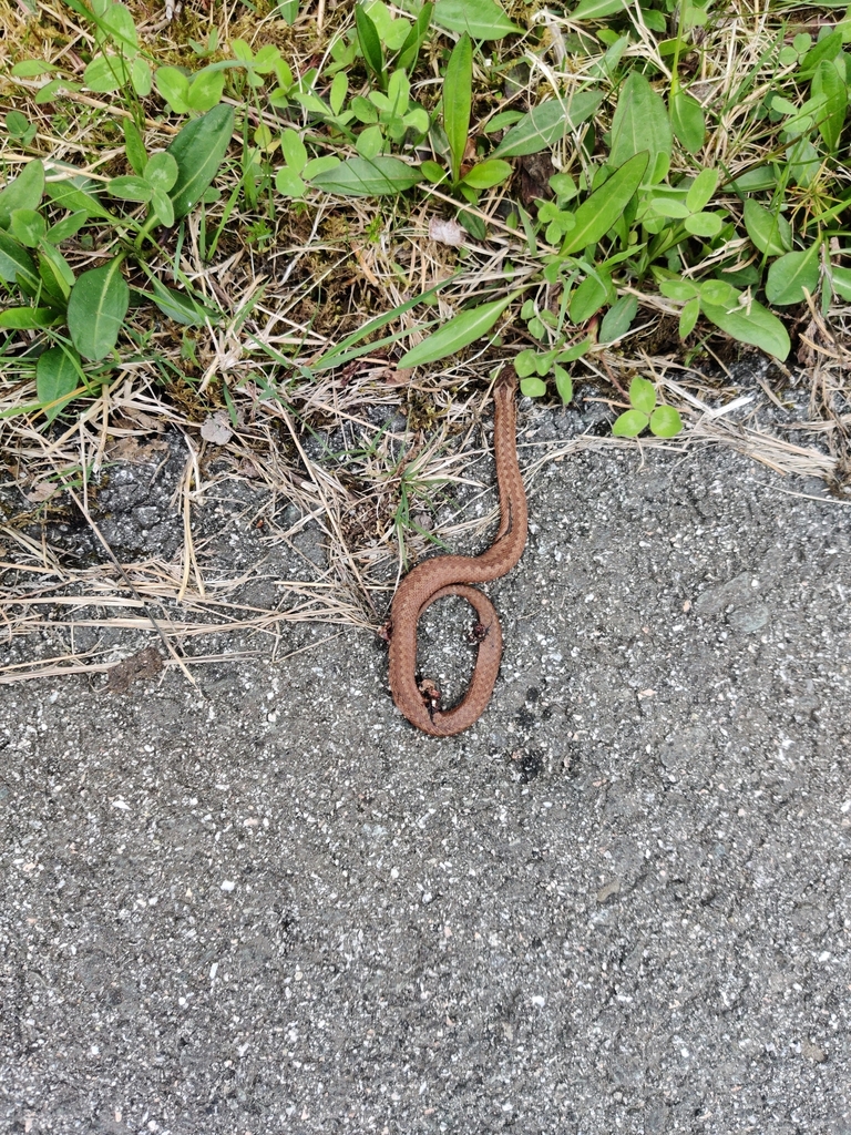 Adder from Herøy on May 21, 2023 at 06:39 PM by annajoenson · iNaturalist