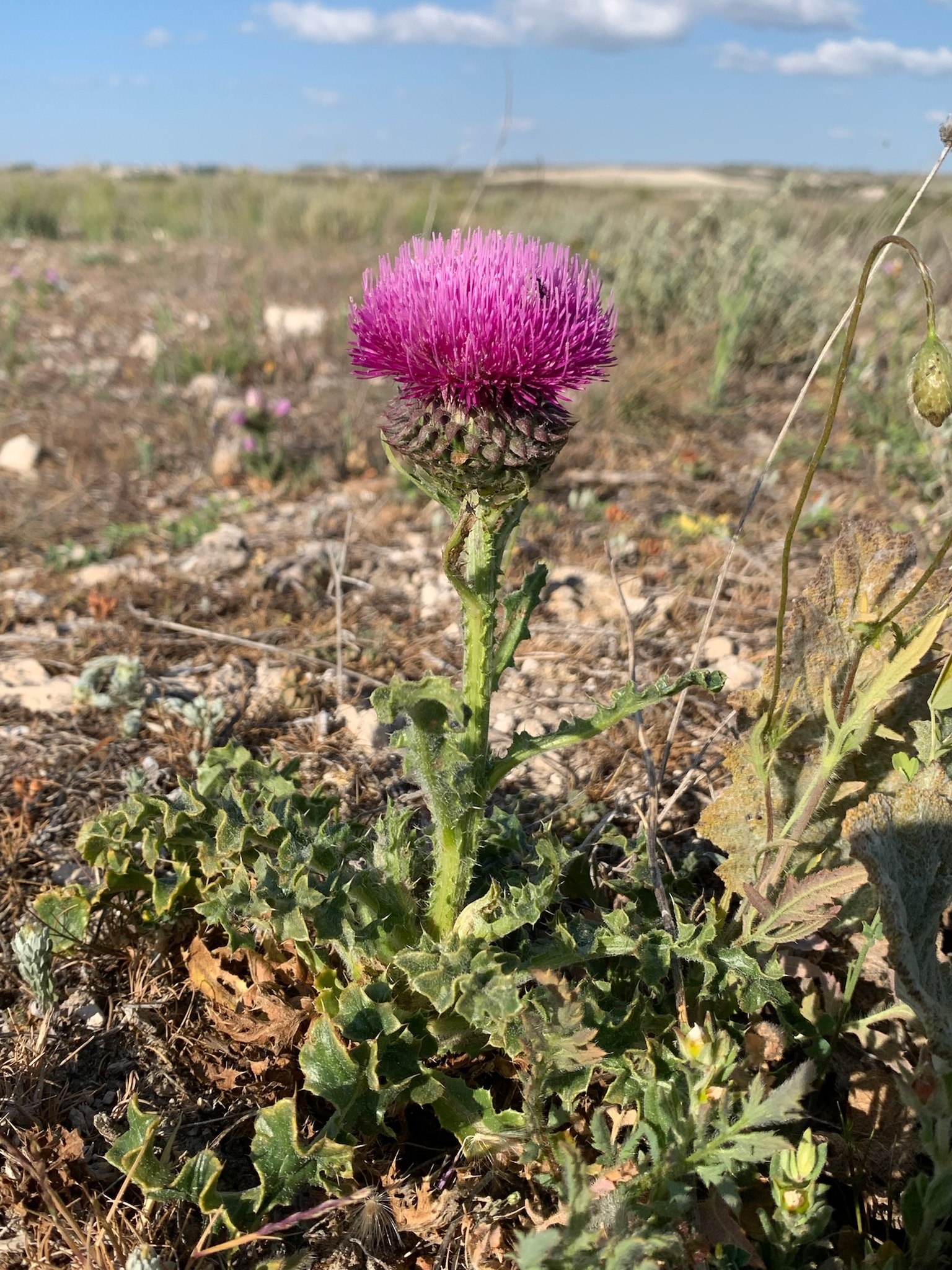 Carduus nutans subsp. platypus (Lange) Greuter
