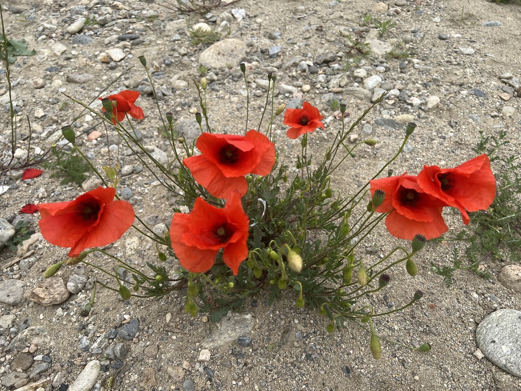 common poppy from Boulevard de la France-Libre, Perpignan, Occitanie ...