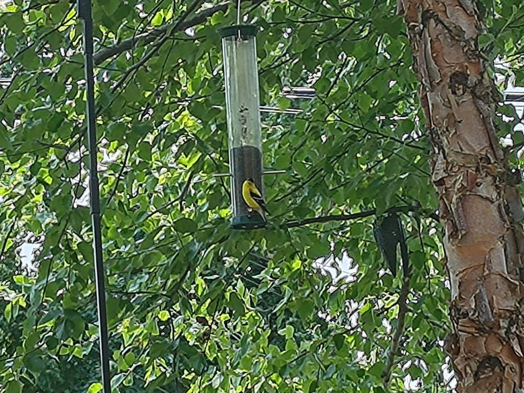 American Goldfinch from Queens Chapel, Washington, DC, USA on May 21 ...