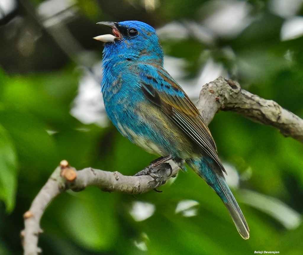Indigo Bunting from Alma Dr, Allen, TX 75013, USA on May 21, 2023 at 10 ...