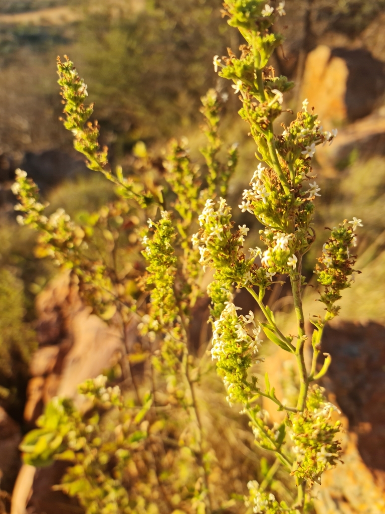 Manulea paniculata from Carletonville, 2499, South Africa on May 21 ...