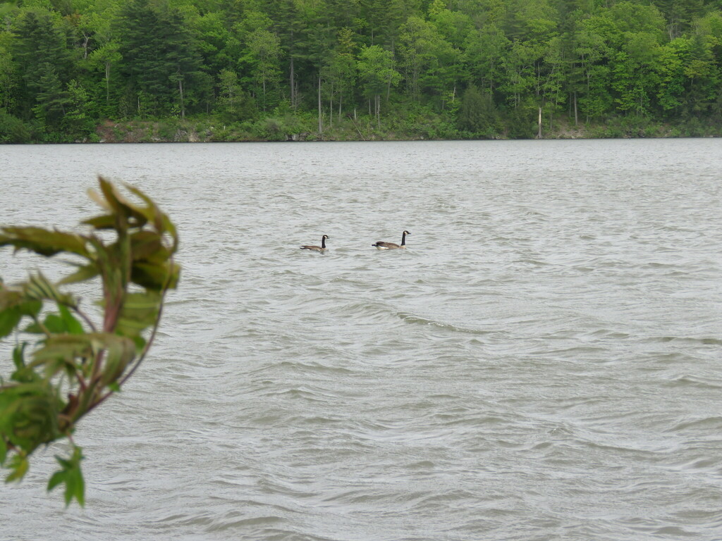 Canada Goose from Colchester Pond, Colchester, VT 05446, USA on May 20 ...