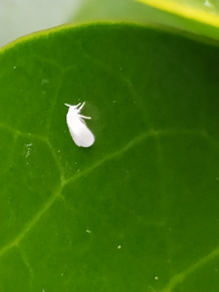 Greenhouse Whitefly from 33500 Arveyres, France on May 21, 2023 at 07: ...