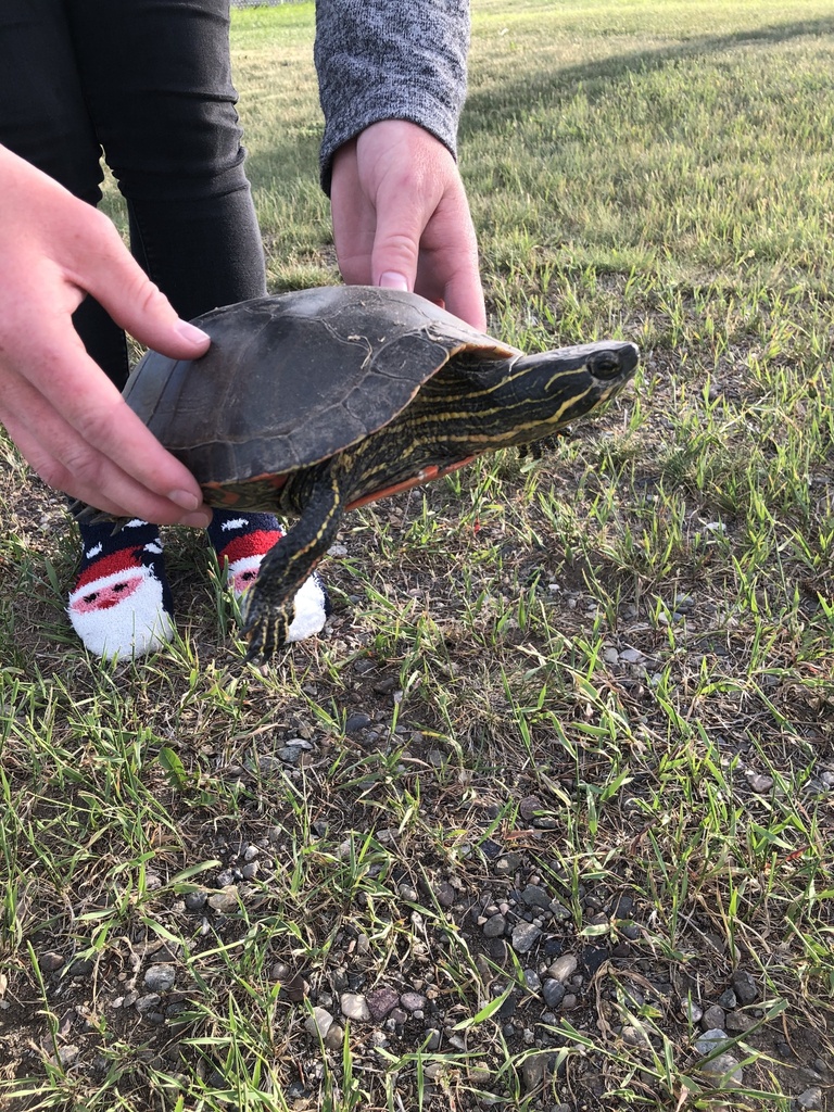 Western Painted Turtle from Twin Butte Rd, Menan, ID, US on June 11 ...