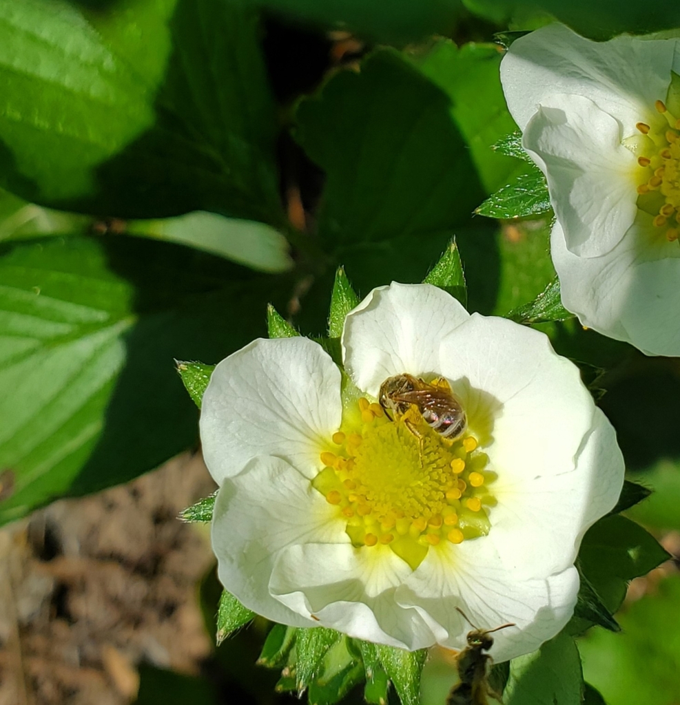 Confusing Furrow Bee from Eau Claire, WI, USA on May 21, 2023 at 11:06 ...